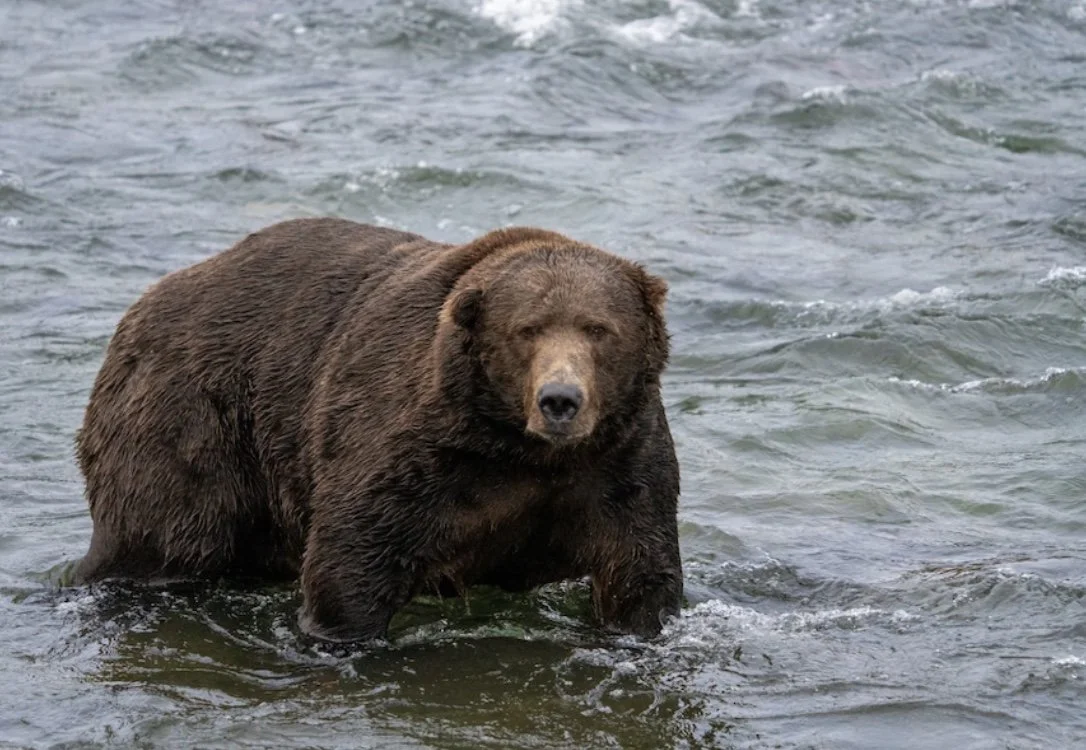 Alaska to resume bear-killing program, despite court order finding it to be void — TURNAGAIN NEWS